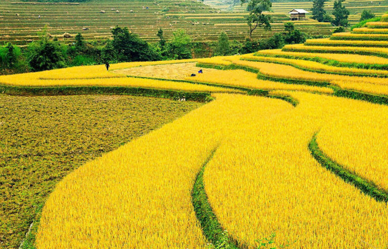 Phân bón Phúc Hưng - Bạn của mọi nhà nông
